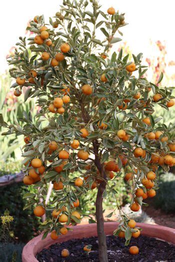 Small Trees For Small Spaces The Gardener Magazine The Gardener