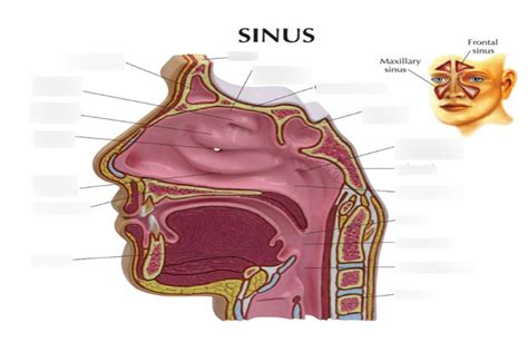 Exam 3 Human Anatomy And Physiology Ii Lab Diagram Quizlet