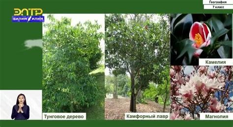 7 класс География Природные зоны Евразии Смотреть онлайн в поиске Яндекса по Видео