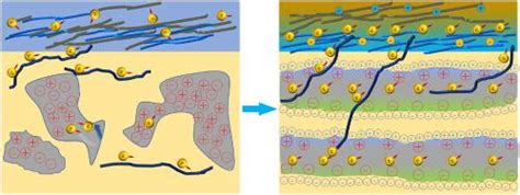 通过 Pcpvdfmwcntspedotpss 透明导电薄膜的内部结构调节诱导电极化和电导率均匀化polymer X Mol