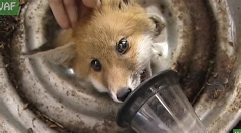 Wildlife Rescuers Save A Fox Cub Whose Head Was Trapped In A Wheel