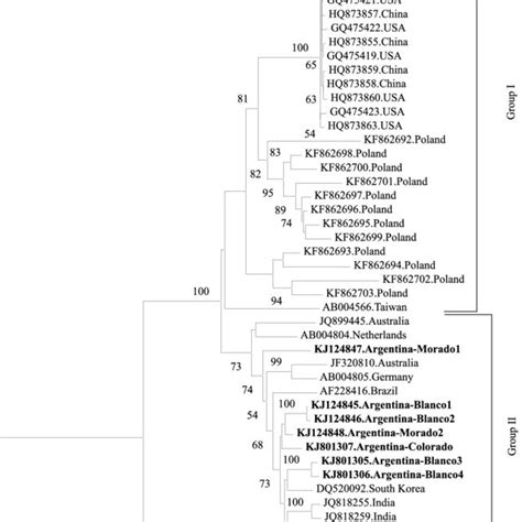 Consensus Phylogenetic Tree Constructed Using The Mega Software Download Scientific Diagram