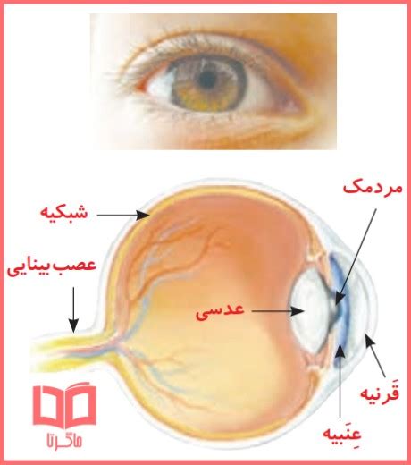 جواب درس ۶ علوم پنجم چه خبر ۱ ماگرتا