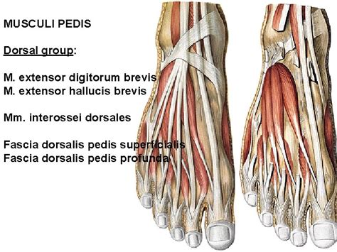 Muscles Of The Lower Limb Musculi Coxae Posterior
