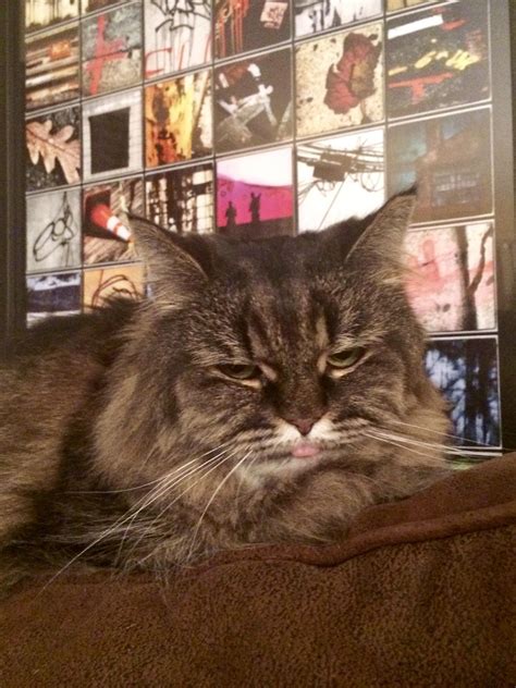 Too Much Nip Mlem R Mlem