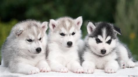 Three Husky Puppies 2k Wallpaper Download
