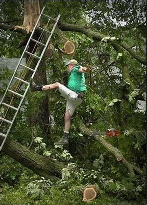 Crazy Funny Photos How To Avoid Falling From Trees