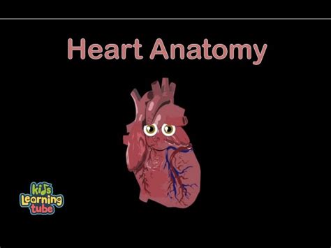 The Heart Anatomy And Function Schooltube