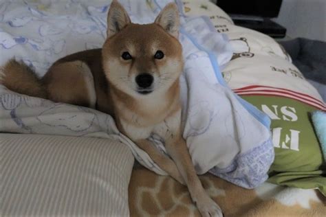 だって豆柴だもん あたたかいので