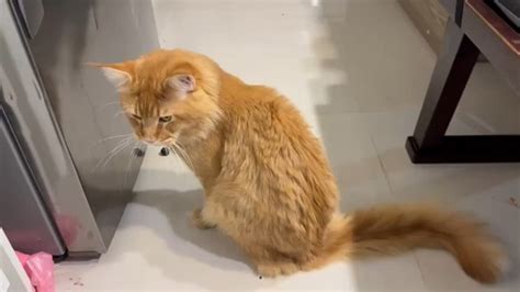 cat object detection dataset and pre trained model by angle