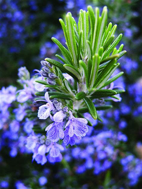 ექიმი როზმარინი დეპრესიის მკურნალი კვირის პალიტრა
