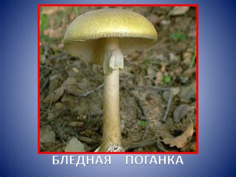 Ядовитые грибы презентация онлайн