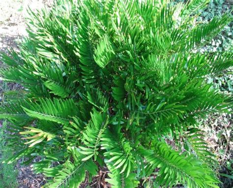 Coontie Locally Flowered