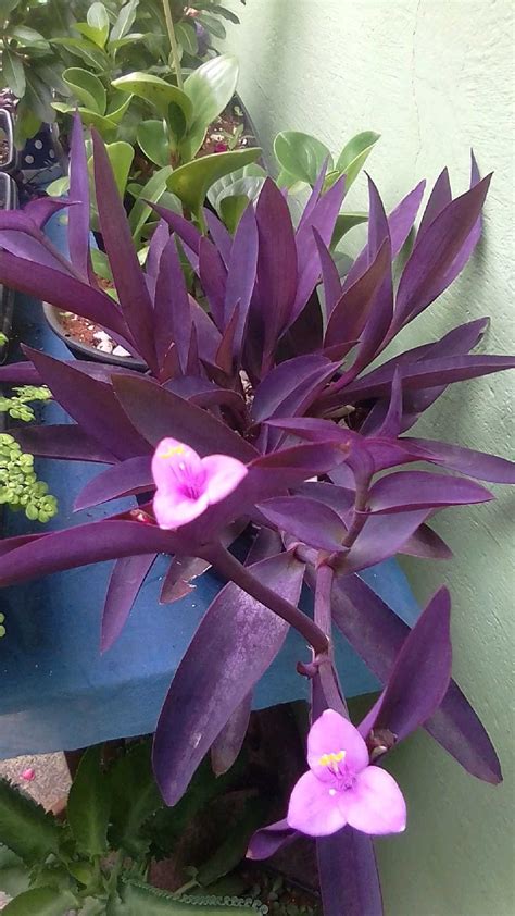 Tradescantia Pallida Indoor Care Propagation Guide Artofit