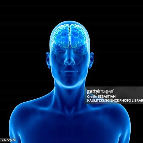 1 069 Human Brain Front View High Res Illustrations Getty Images