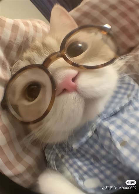 Cat Pfp Silly