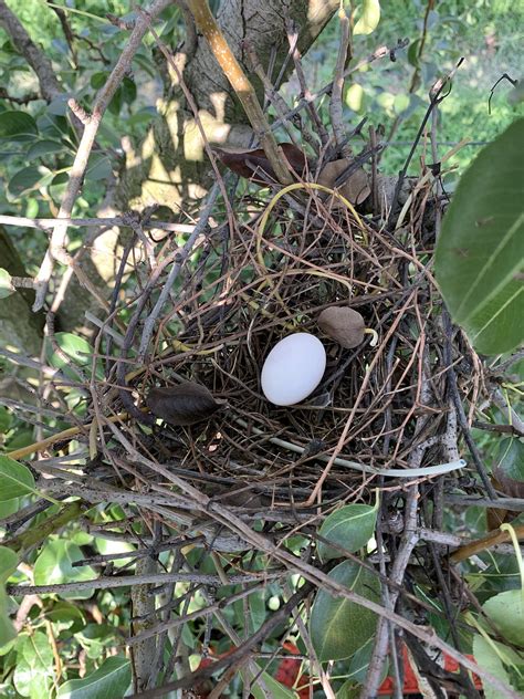Tree Nest Bird Free Photo On Pixabay Pixabay