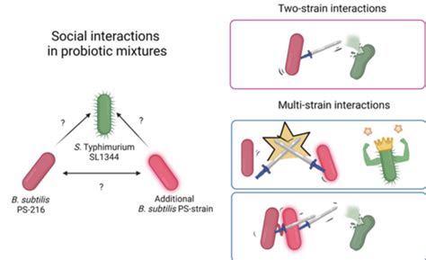 Bacillus Subtilis Intraspecies Interactions Sha