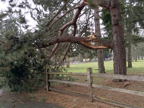 Steps To Take After Your Trees Suffer Storm Damage Tree Doctors Inc