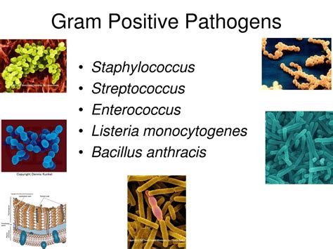 Streptococcus Vs Staphylococcus Gram Stain