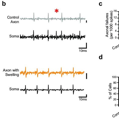Axonal Swellings Are Associated With Improved Axonal Propagation Of