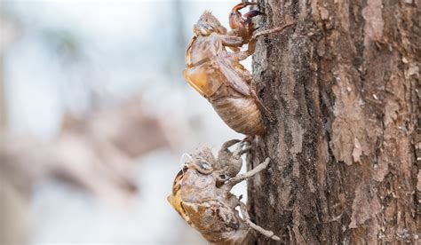 9 Facts About Cicada Noise Farmhouse Guide