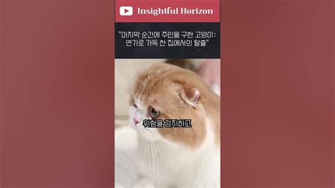 마지막 순간에 주인을 구한 고양이 연기로 가득 찬 집에서의 탈출 Youtube