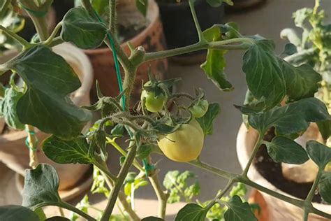 How To Grow Beetroot Plants In Hydroponics System By Pakistan