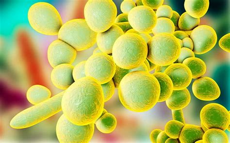 Unicellular Fungi Unicellular Organisms Living Organisms Ks3