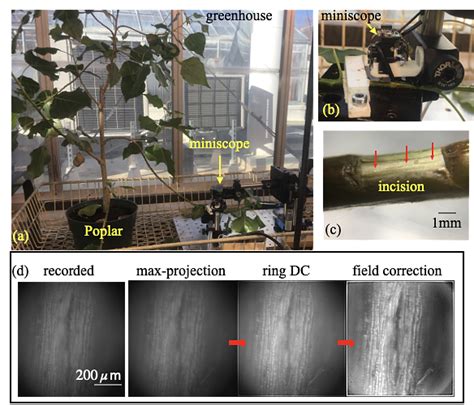 The Menon Lab Computational Microscopy For Plant Biology