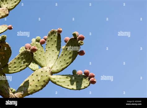 Erect Prickly Pear Stock Photo Alamy