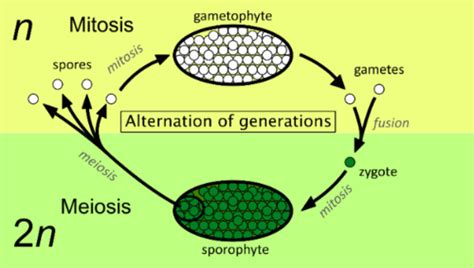 Chapter 13 Ap Biology Flashcards Quizlet