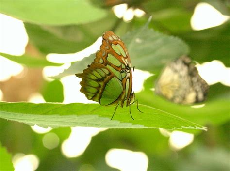 Green With Envy Photograph By Susan Moore Fine Art America