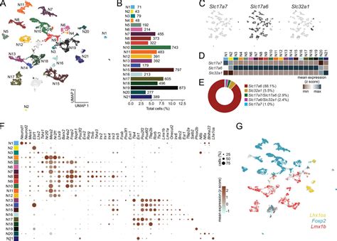 Molecular And Anatomical Characterization Of Parabrachial Neurons And Their Axonal Projections
