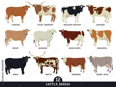Dairy Cattle Breeds Australia At Beverly Mellott Blog