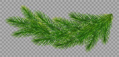 투명한 배경에 현실적인 전나무 가지 의 크리스마스 테두리 새해와 크리스마스 카드 배너 초대장을 인사하기 위한 소나무 가지 벡터 일러스트 레이 션 0명에 대한 스톡 벡터 아트