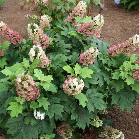 Jetstream™ Oakleaf Hydrangea Van Wilgens Garden Center
