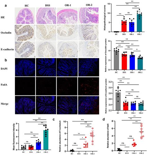 Full Article Oral Inoculation Of Fusobacterium Nucleatum Exacerbates Ulcerative Colitis Via The
