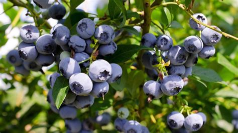 When To Wash Blueberries For The Best Texture Results