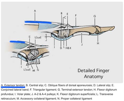 Index Extensor Tendon Combined Edc And Eip Anatomy Anatomic Structures At Risk
