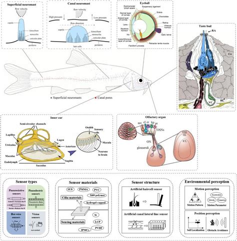 Bio Inspired Sensor Detects Water Pollution Open Association Of Research Society United States