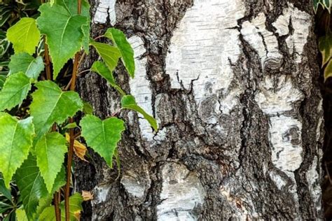 Birch Tree Allergy Betula A Complete Guide W Photos Allerma
