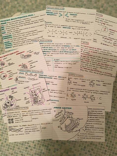 A Level Biology Flashcards At Diane Carey Blog