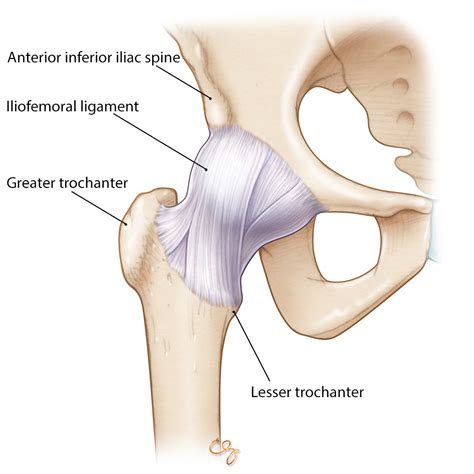 Joint Definition Anatomy Movement Types Examples Artofit