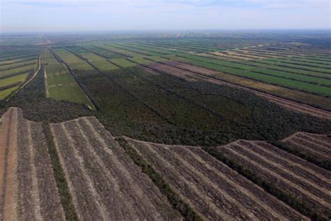Los Desafíos Ambientales De Bolivia En 2023 Invasiones Y Deforestación