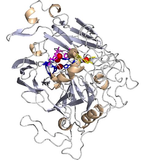 Predicted 3 D Structure Of Lacha The Model Was Built With The Pymol Download Scientific