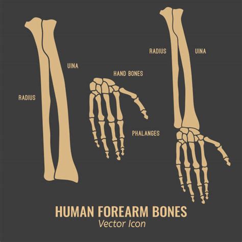 Arm Bones