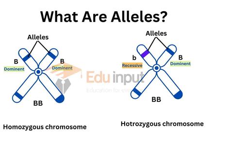 Allele Definition