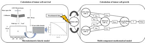 The Effect Of Radiotherapy On The Tumor Volume Calculation By The Download Scientific Diagram