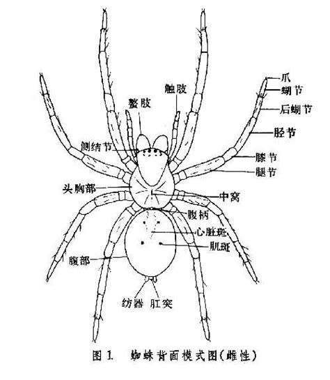 蜘蛛目图册 360百科